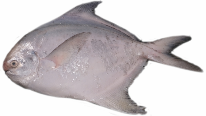 Vasai Frozen Food Co