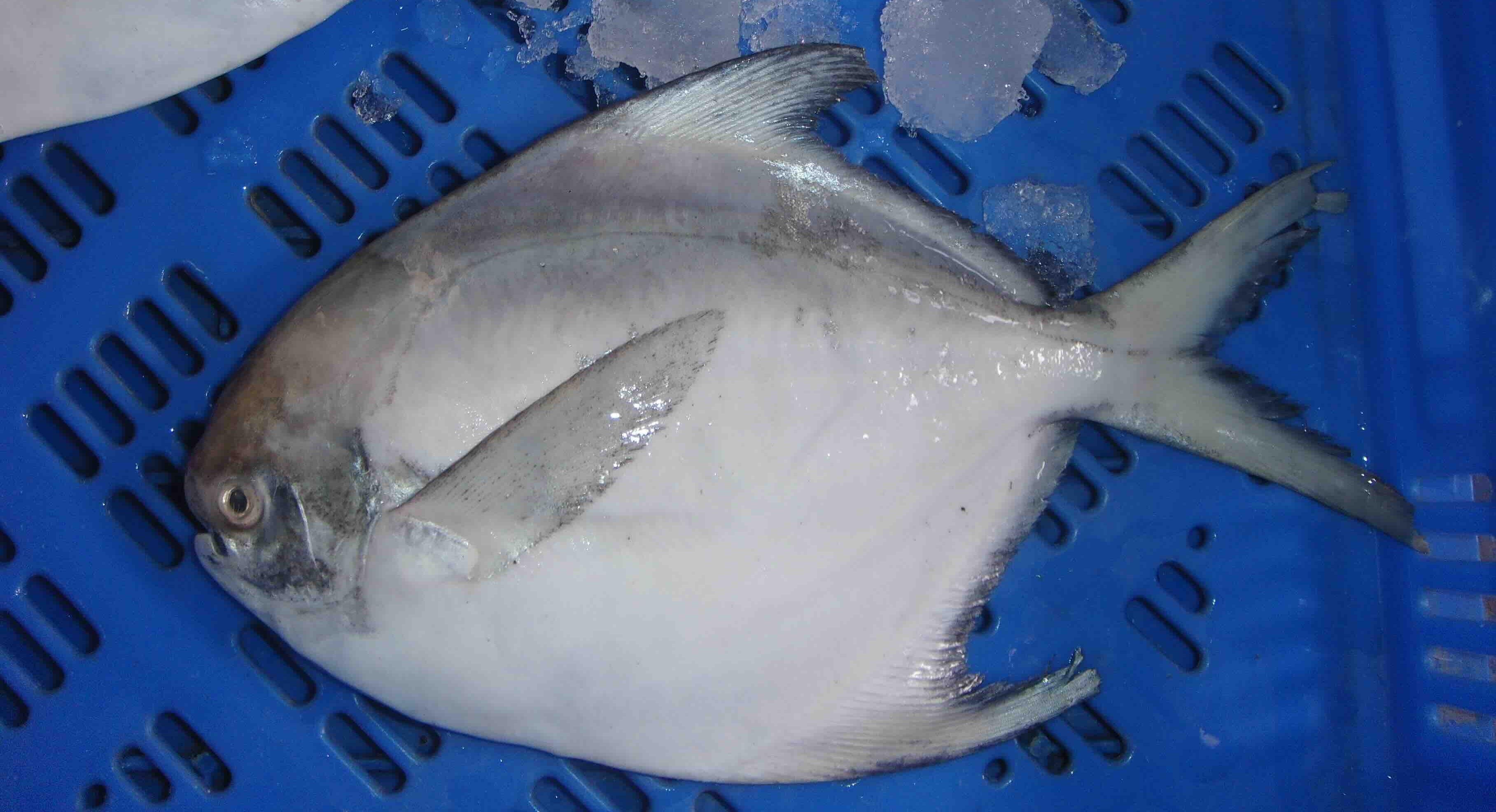 Vasai Frozen Food Co